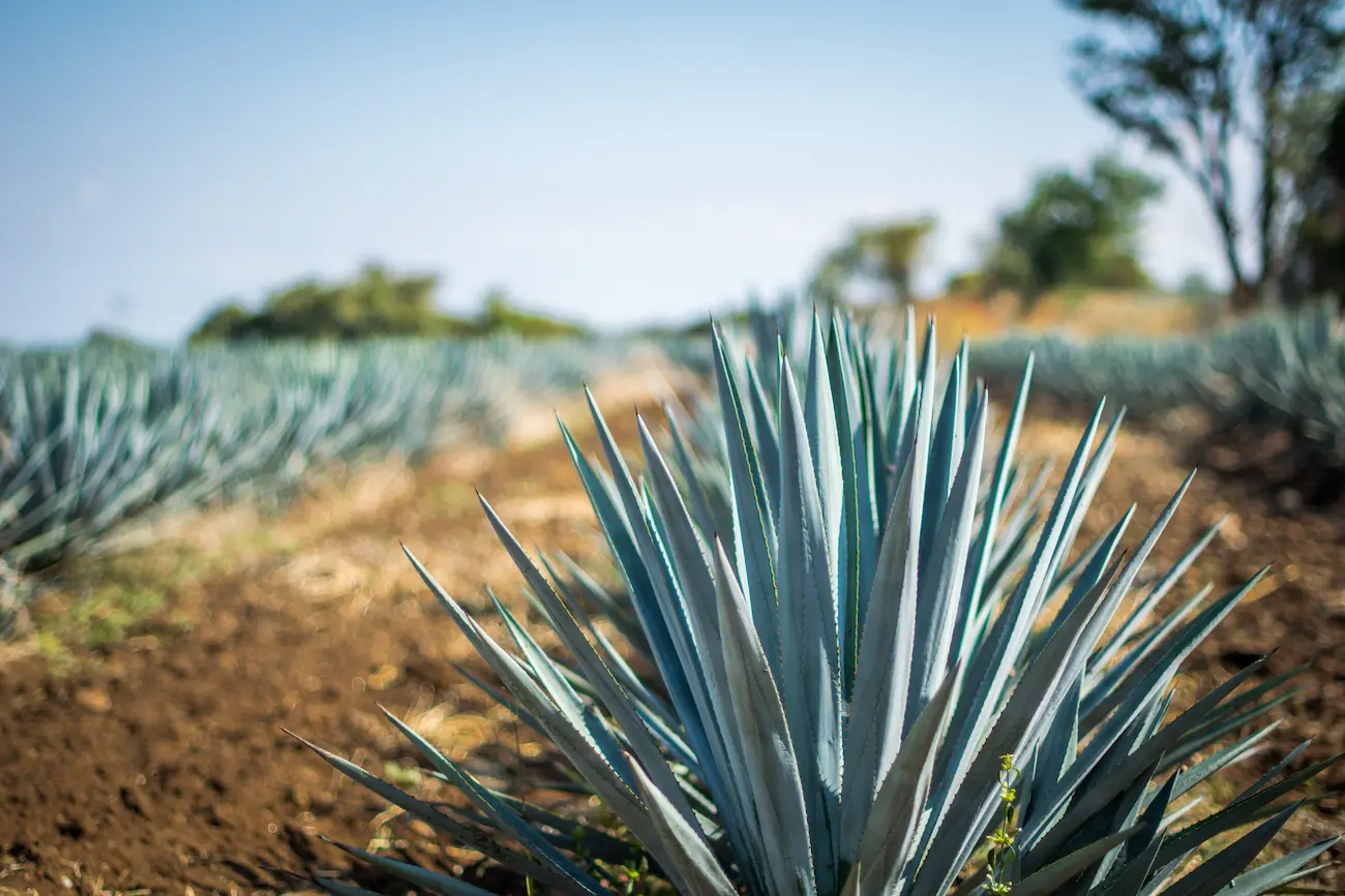 Agave Azul en el Tequila | Olmeca Altos