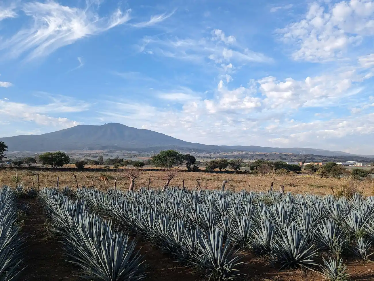 A journey through the Origins of Tequila | Altos Tequila